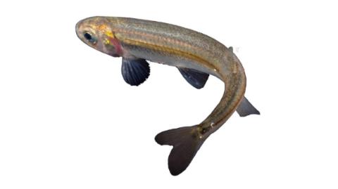 Fishing for Australian smelt → Explore Catches, Top Baits & More!