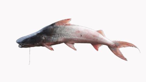 Fishing for Zungaro dorado → Explore Catches, Top Baits & More!