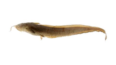 Fishing for Long-tailed catfish: Fish Species – FishAngler.com