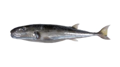Fishing for Silver-cheeked toadfish → Explore Catches, Top Baits & More!