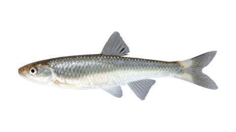 Fishing for Whitetail shiner: Fish Species – FishAngler.com
