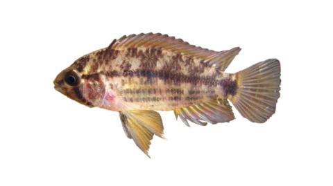 Fishing for Corumba cichlid: Fish Species – FishAngler.com