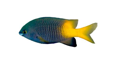 Fishing for Island gregory → Explore Catches, Top Baits & More!