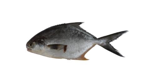 Fishing for Paloma pompano → Explore Catches, Top Baits & More!