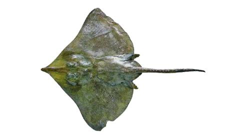 Fishing for Bullis skate: Fish Species – FishAngler.com