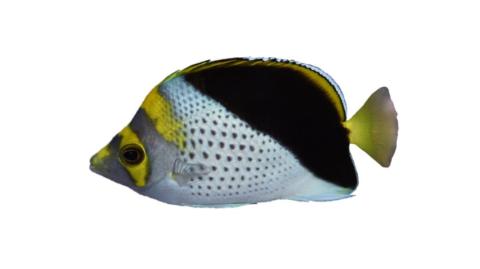 Fishing for Yellow-crowned butterflyfish → Explore Catches, Top Baits ...