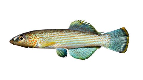 Fishing for Northern studfish → Explore Catches, Top Baits & More!