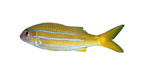 Fishing for Indian mimic goatfish: Fish Species – FishAngler.com