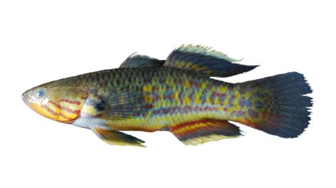 Fishing for Snakehead gudgeon → Explore Catches, Top Baits & More!