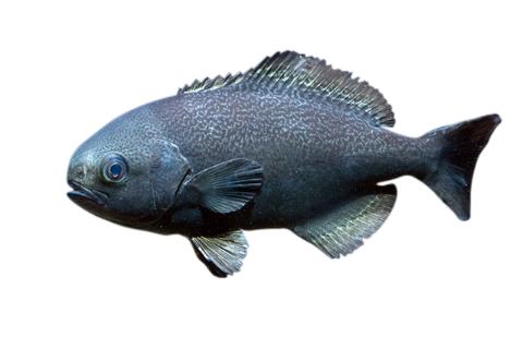 Fishing for Barrelfish → Explore Catches, Top Baits & More!