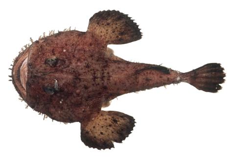 Fishing for Yellow goosefish → Explore Catches, Top Baits & More!