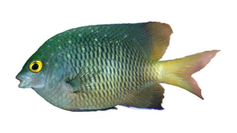 Fishing for Whitespotted devil → Explore Catches, Top Baits & More!