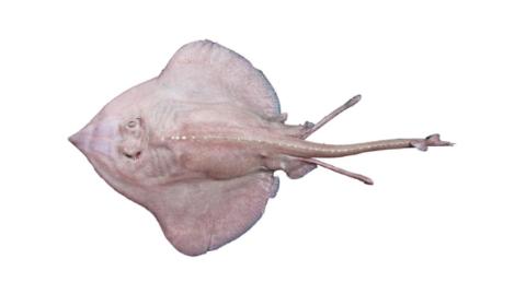 Fishing for Deep-sea skate: Fish Species – FishAngler.com