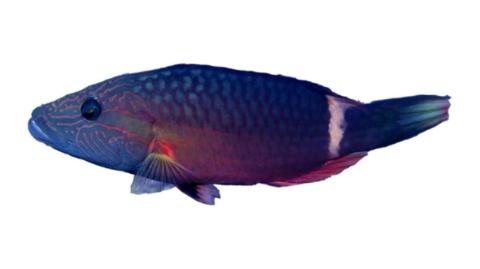 Fishing for Ringtail maori wrasse → Explore Catches, Top Baits & More!
