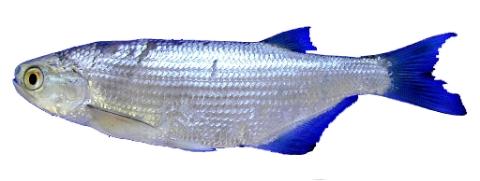 Fishing for Goldeye: Fish Species – FishAngler.com