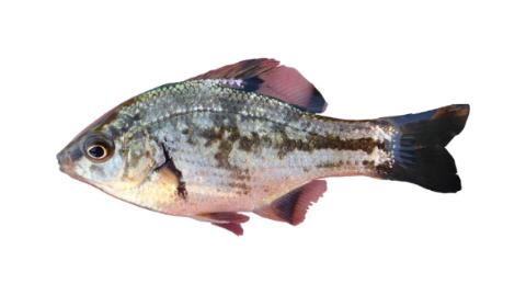 Fishing for Dwarf perch → Explore Catches, Top Baits & More!