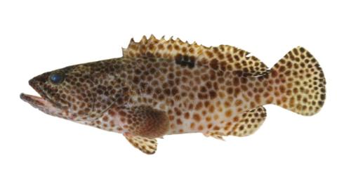 Fishing for Greasy grouper → Explore Catches, Top Baits & More!