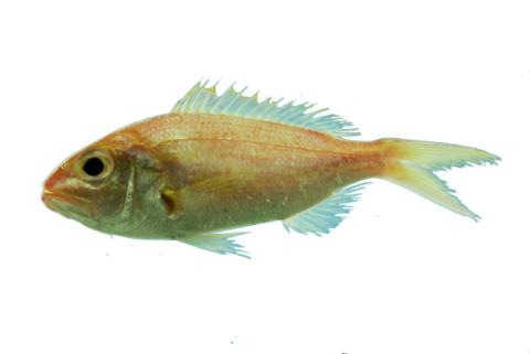 Fishing for Wenchman → Explore Catches, Top Baits & More!