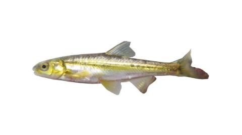 Fishing for Spikedace: Fish Species – FishAngler.com