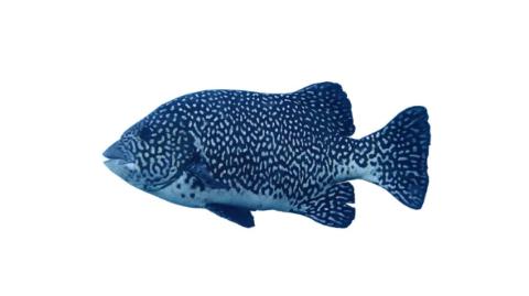 Fishing for Pacific beakfish → Explore Catches, Top Baits & More!