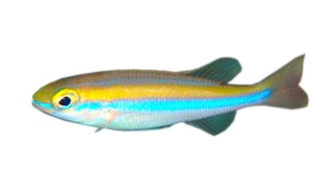 Fishing for Japanese whiptail → Explore Catches, Top Baits & More!