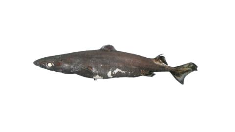 Fishing for Southern lanternshark → Explore Catches, Top Baits & More!