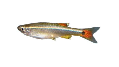 Fishing for White cloud mountain minnow: Fish Species – FishAngler.com
