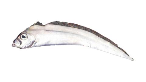 Fishing for King-of-the-salmon → Explore Catches, Top Baits & More!