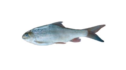 Fishing for Taiwan ku fish → Explore Catches, Top Baits & More!