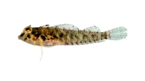 Fishing for Pygmy triplefin: Fish Species – FishAngler.com