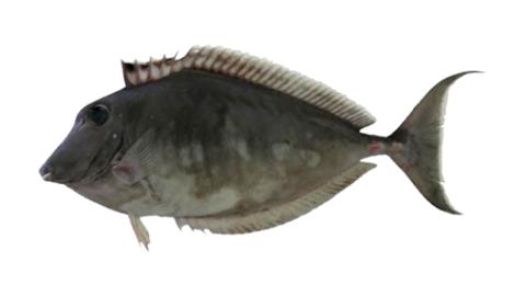 Fishing for Humpback unicornfish → Explore Catches, Top Baits & More!