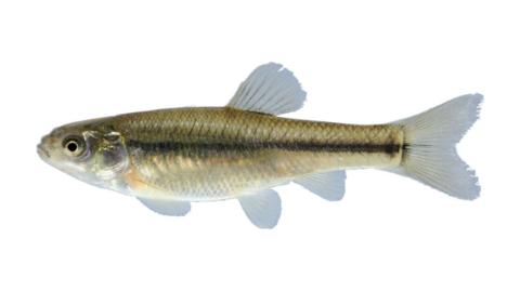 Fishing for Fathead minnow → Explore Catches, Top Baits & More!