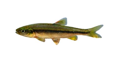 Fishing for Dark chub → Explore Catches, Top Baits & More!