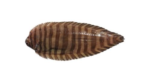 Fishing for Indian zebra sole: Fish Species – FishAngler.com