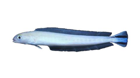 Fishing for Quakerfish: Fish Species – FishAngler.com