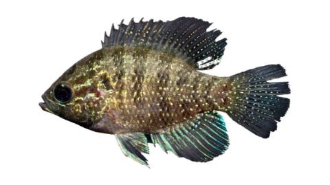 Fishing for Banded sunfish → Explore Catches, Top Baits & More!