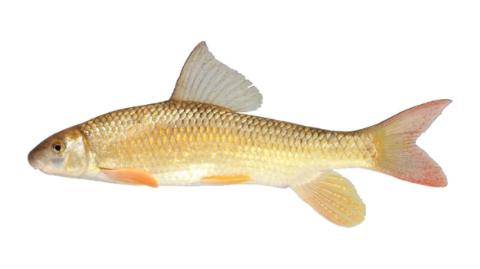 Fishing for Pealip redhorse → Explore Catches, Top Baits & More!