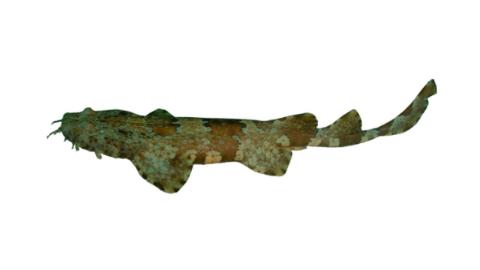 Fishing for Ornate wobbegong: Fish Species – FishAngler.com