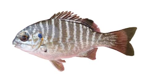 Fishing for Zebra-perch sea chub: Fish Species – FishAngler.com