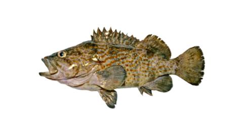 Fishing for Orangelined wirrah: Fish Species – FishAngler.com