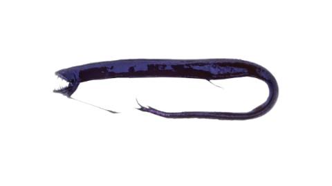 Fishing for Ribbon sawtail fish → Explore Catches, Top Baits & More!