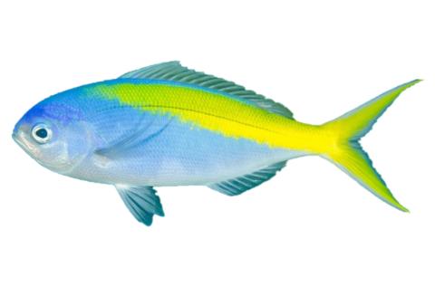 Fishing for Yellowtail blue snapper → Explore Catches, Top Baits & More!