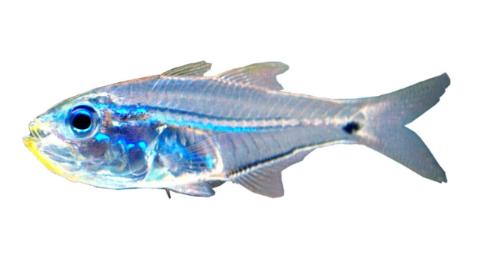 Fishing for Golden sweeper: Fish Species – FishAngler.com