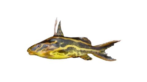 Fishing for Orangestriped squeaker → Explore Catches, Top Baits & More!
