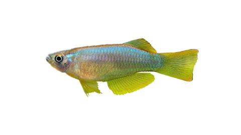 Fishing for Variable lampeye → Explore Catches, Top Baits & More!