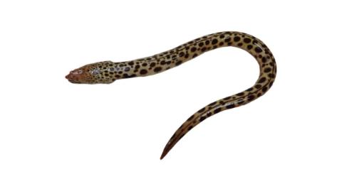 Fishing for Spotted spoon-nose eel → Explore Catches, Top Baits & More!