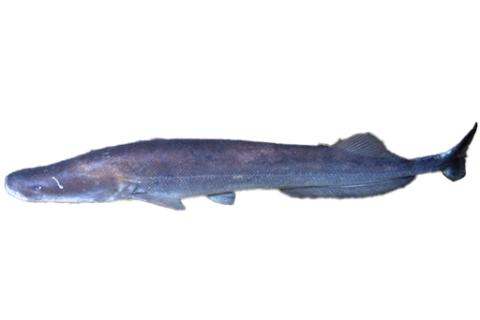 Fishing for Cornish jack → Explore Catches, Top Baits & More!