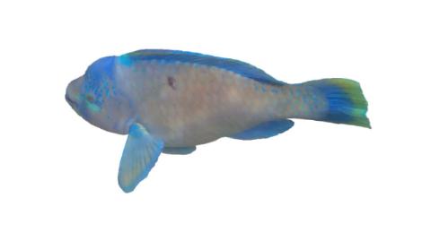 Fishing for Bumphead parrotfish: Fish Species – FishAngler.com