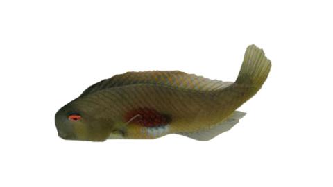 Fishing for Redblotch razorfish: Fish Species – FishAngler.com