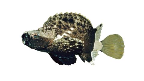 Fishing for Goblinfish → Explore Catches, Top Baits & More!